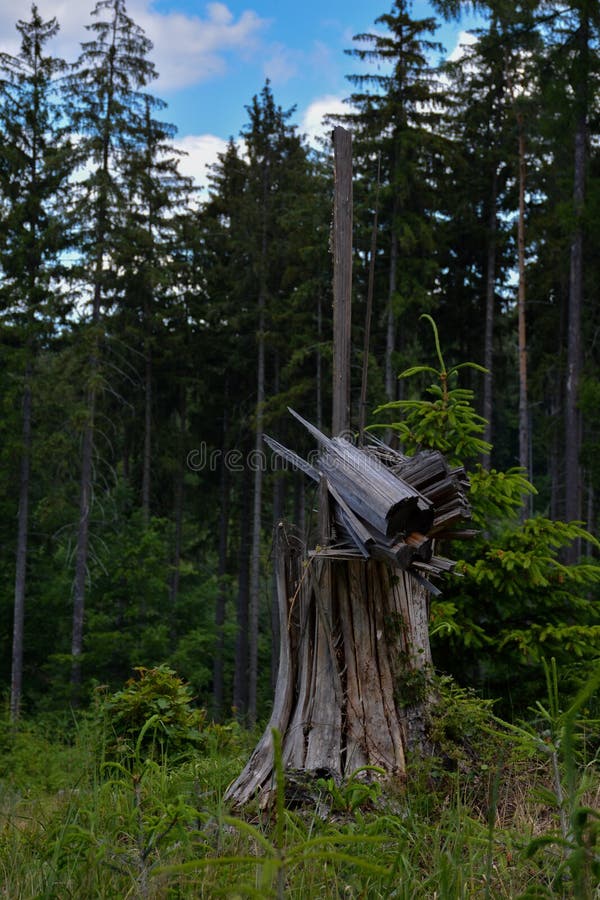 Tree, Ecosystem, Wilderness, Nature Reserve Stock Image - Image of ...