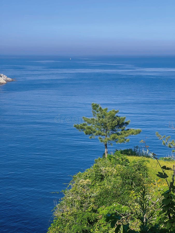 Tree on the Edge of a Cliff Facing the Sea Stock Photo - Image of edge ...