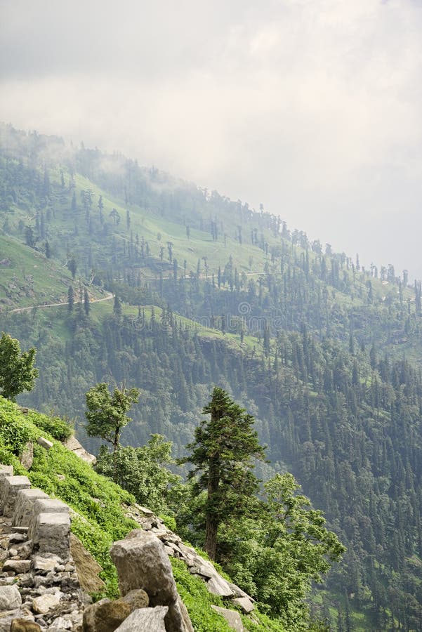 Tree at the edge of cliff stock photo. Image of pine - 46862288