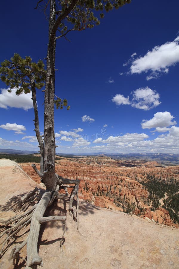 Tree on the Edge stock photo. Image of geological, horizon - 93318856