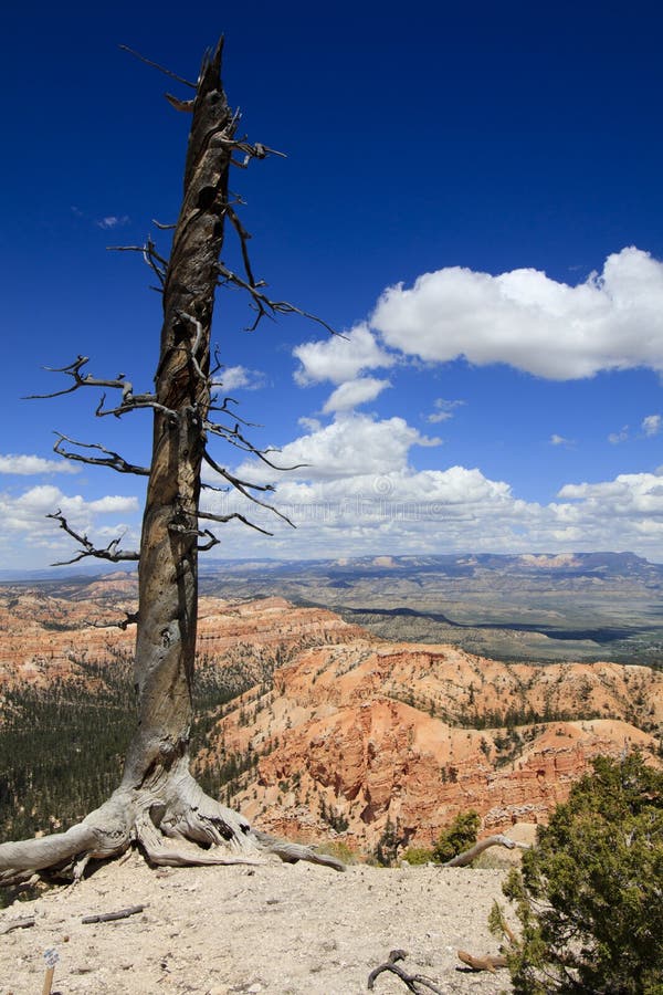 Tree on the Edge stock image. Image of ecology, looking - 93320139
