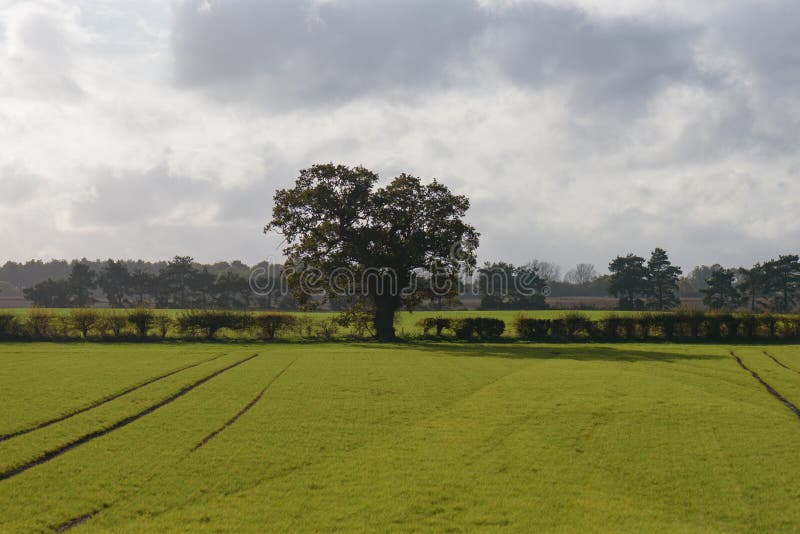 Tree on Edge of Field with Clouds Stock Image - Image of suffolk, field ...