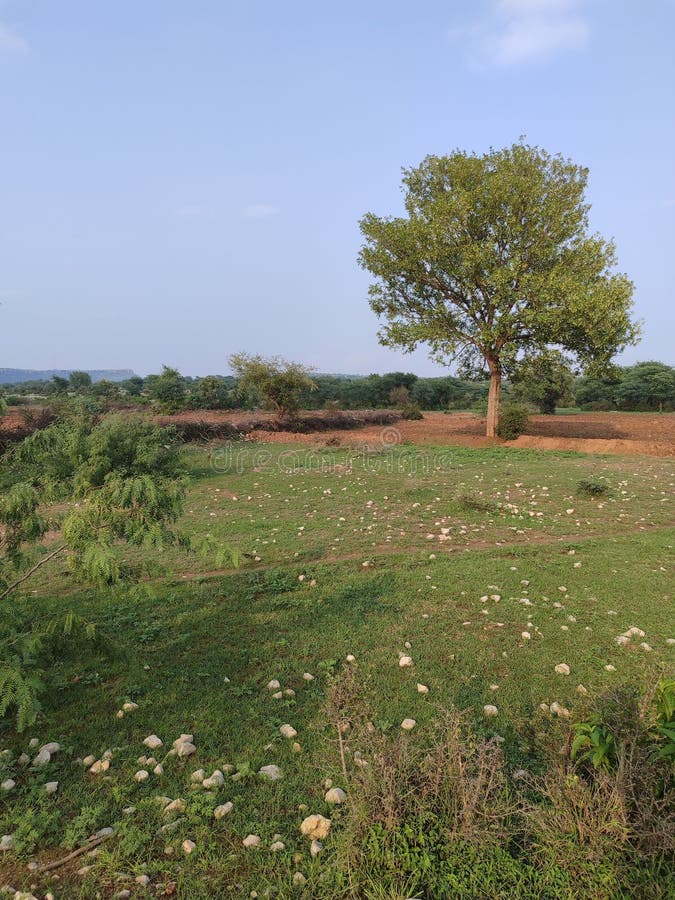 Tree on the edge of fields stock image. Image of area - 360734563