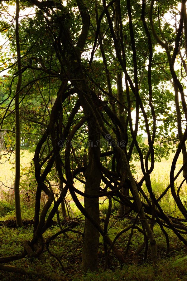 Tangle of vines stock photo. Image of stalk, background - 1424718