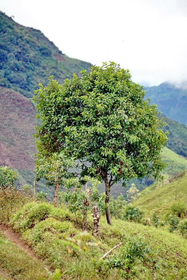 Tree on the Edge of a Gorge Stock Image - Image of edge, intag: 179535165