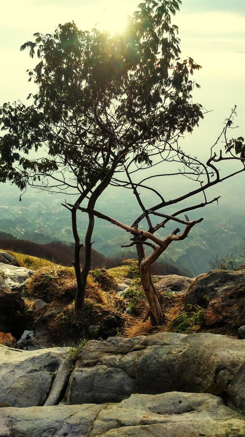 Tree at the Edge of the Hill Stock Image - Image of mountain, tree ...