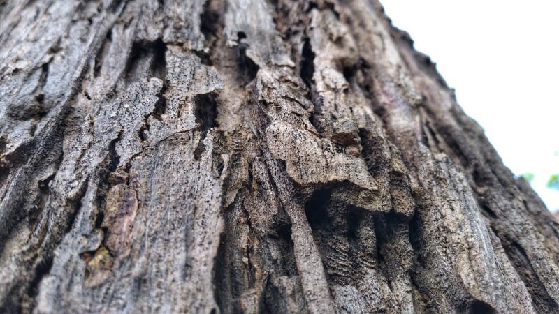 Tree edge of the house stock photo. Image of autumn - 205248180