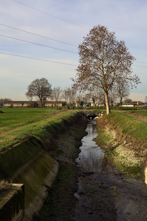 Tree by the Edge of a Stream of Water Next To a Field and a Dirt Path ...