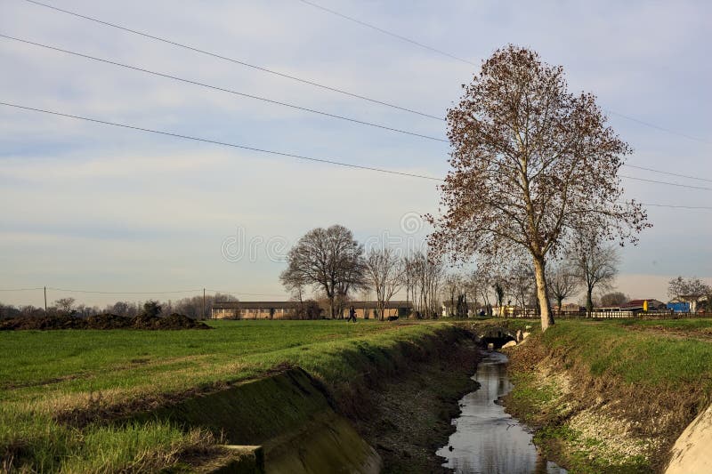 Tree by the Edge of a Stream of Water Next To a Field and a Dirt Path ...