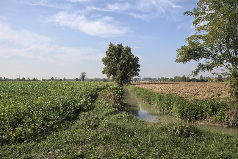Tree by the Edge of a Trench Full of Water between Fields in the ...