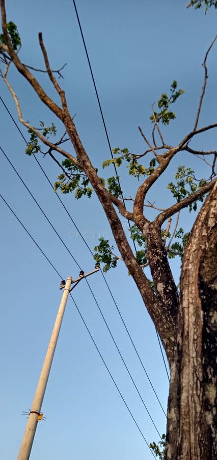 A tree with electric poles stock image. Image of leaf - 263296217