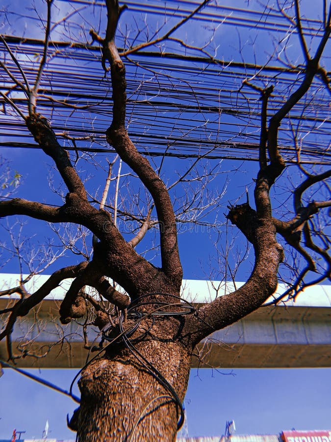 The tree and electric wire stock image. Image of nature - 180122655