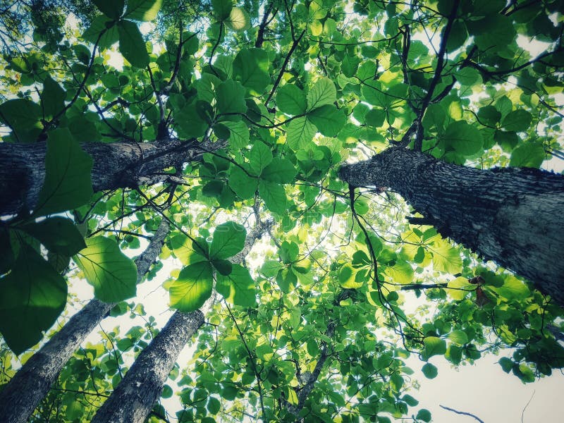 Tree elevation stock image. Image of forest, architecture - 146386325