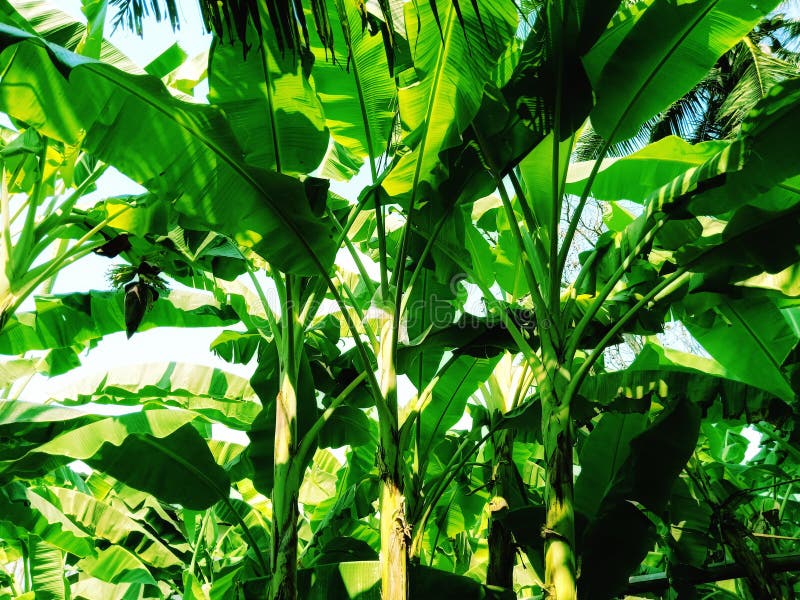 Tree elevation stock photo. Image of architect, environment - 147025808