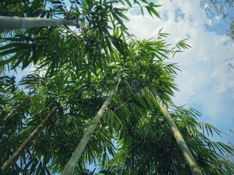 Tree elevation stock image. Image of garden, decoration - 147025969