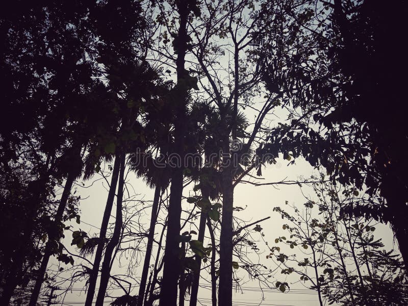 Tree elevation stock photo. Image of background, outdoors - 149080060