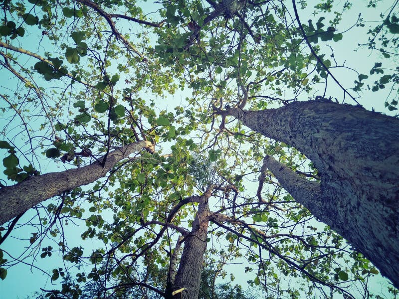 Tree elevation stock photo. Image of leaf, outdoors - 149080218