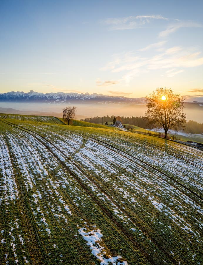 Tree on Emmental pasture stock image. Image of sunset - 268086989
