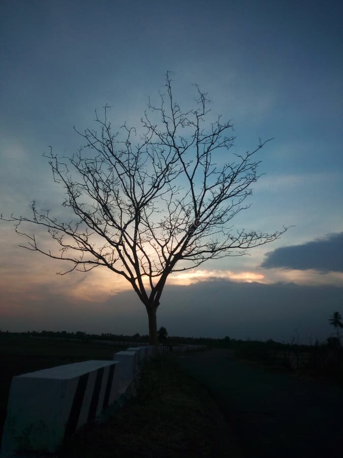 Tree of emptiness stock image. Image of emptiness, tree - 151471933