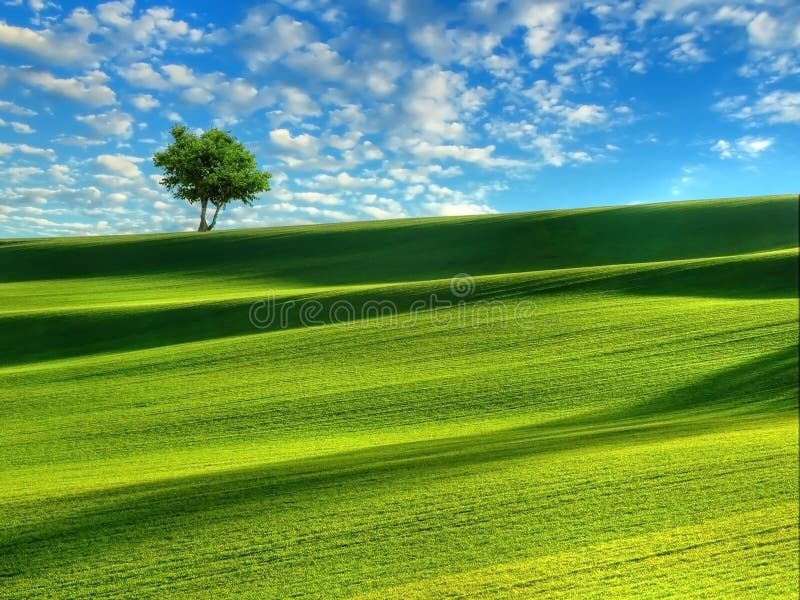 Tree in the empty field stock image. Image of green, sunshine - 8423157