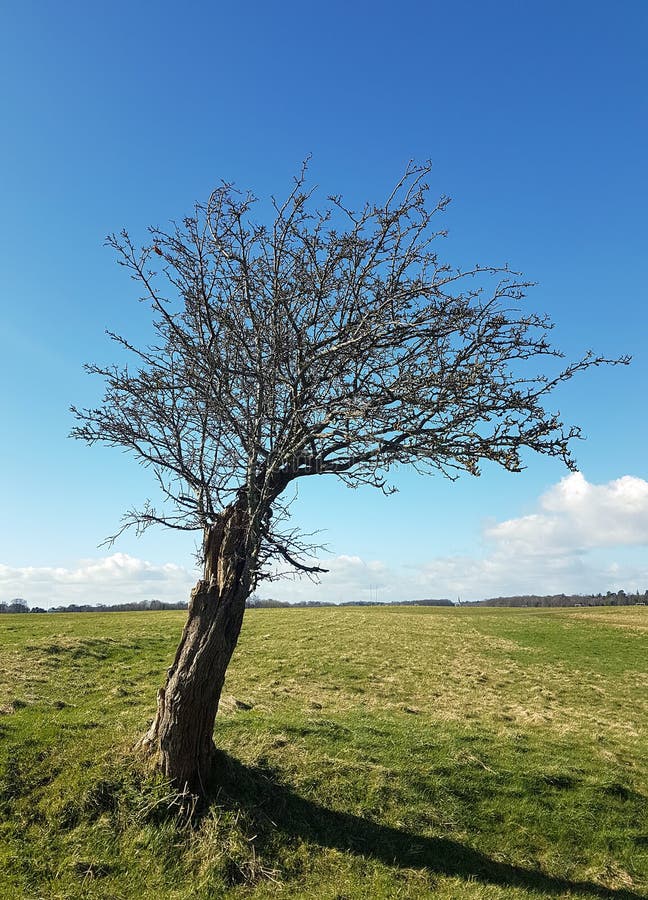 Lonely tree in a field stock image. Image of large, scene - 176836305