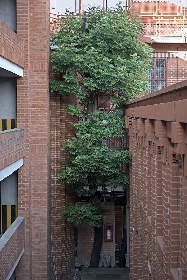 Tree Enclosed in a Building Stock Photo - Image of leafs, tree: 127916914