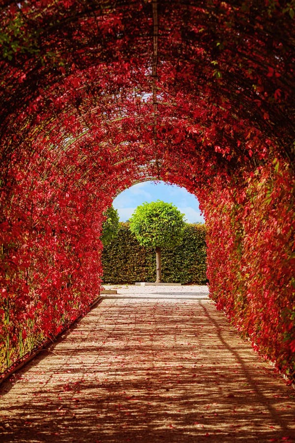 Tree at the End of the Arcade Stock Photo - Image of people, tree ...