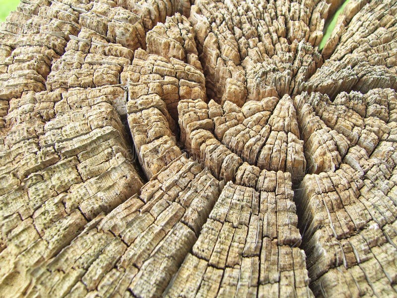 Tree End Grain stock image. Image of bark, macro, pattern - 376239