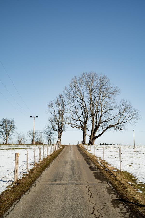 Tree at the End of a Road in Winter Stock Photo - Image of outside ...