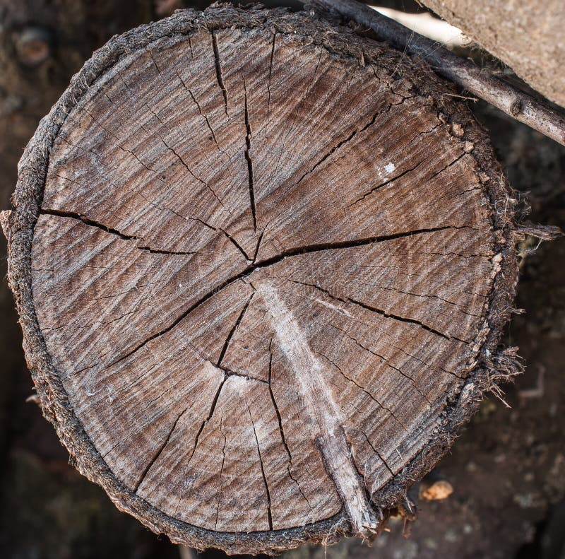 Tree end stock photo. Image of plant, tree, stump, snag - 55423008