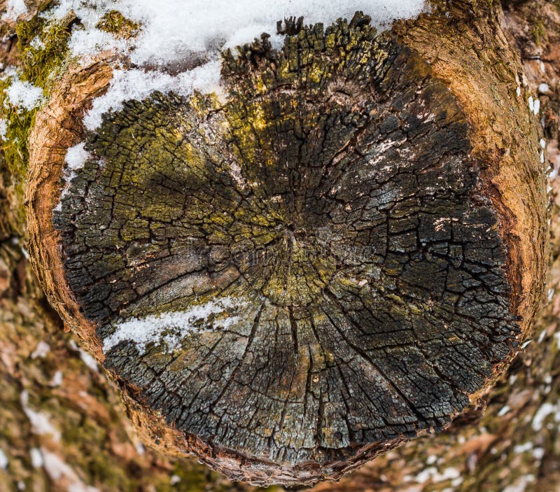 Tree end stock photo. Image of stump, snag, tree, worn - 86716574
