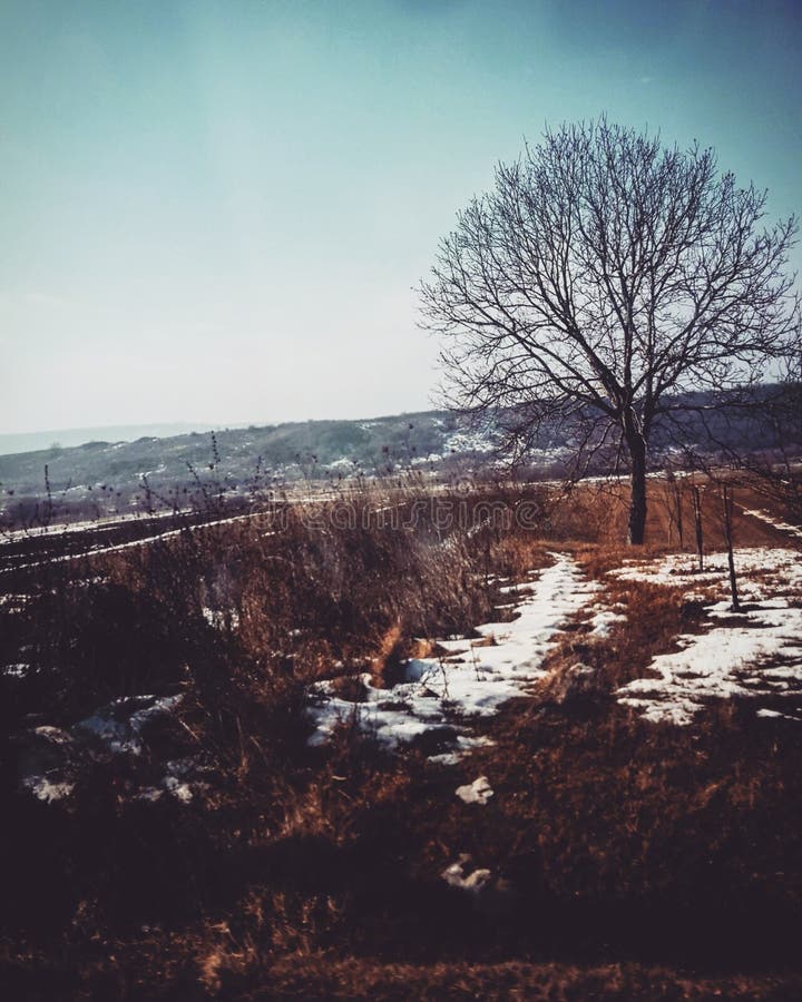 Tree stock photo. Image of winter, spring, tree, beginning - 103806192