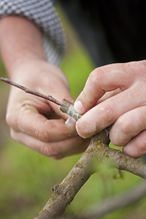 Tree engraft stock photo. Image of change, approach, branches - 14662456