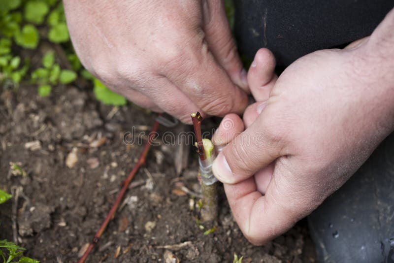 Tree engraftment stock image. Image of hybrid, close - 21096113