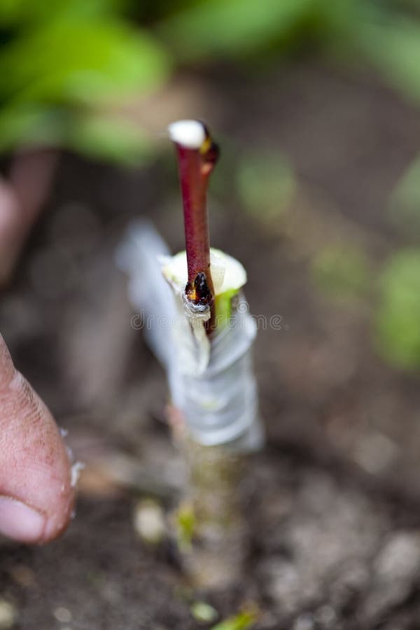 Tree engraft stock image. Image of selection, offspring - 18482467