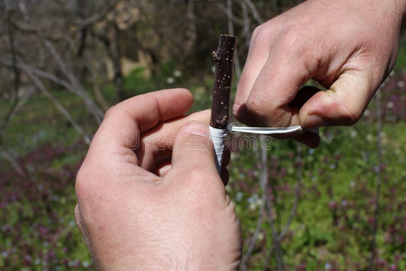Tree engraft stock image. Image of propagation, flowers - 52805955