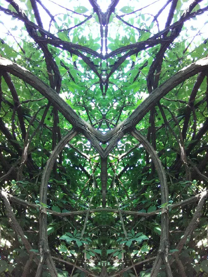 236 Tree Entanglement Stock Photos - Free & Royalty-Free Stock Photos ...