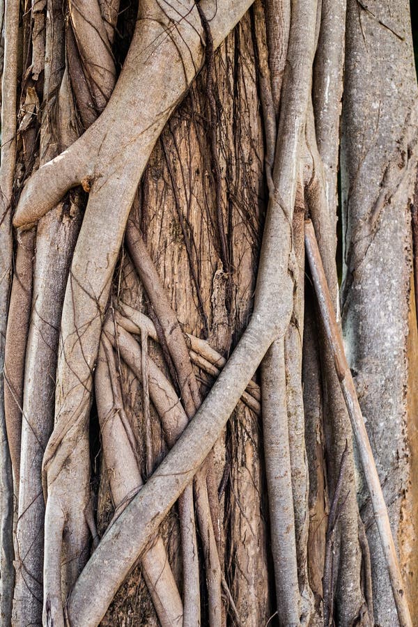 Tree Entwined with Branched Roots. Natural Background Stock Photo ...