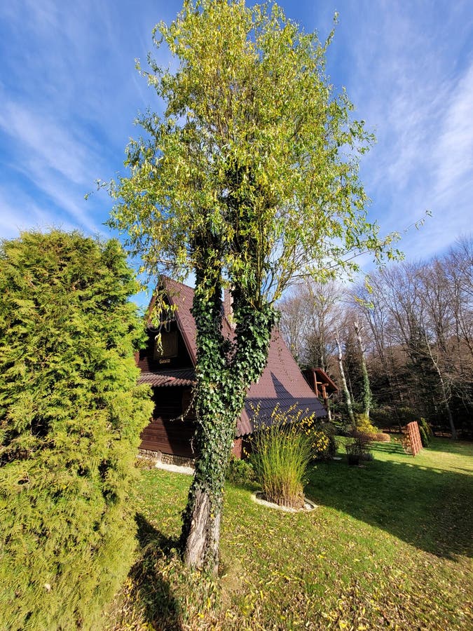 A Tree Entwined with Ivy in a Beautiful Green Garden Stock Photo ...