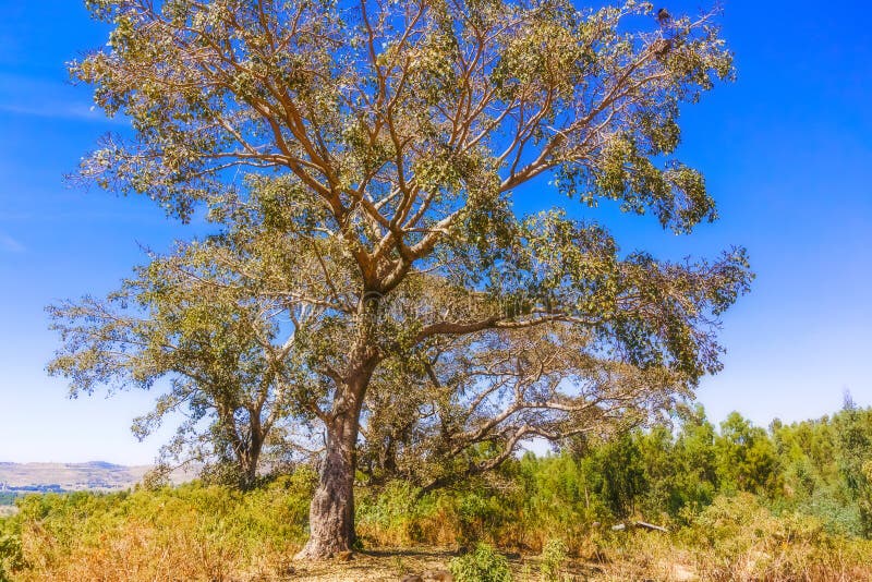 Tree in Ethipia Near Seraba Stock Image - Image of landscape, places ...