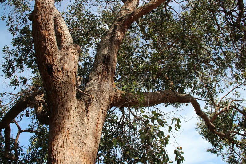 Tree (eucalyptus ?) - Kings Park - Perth - Western Australia Stock ...