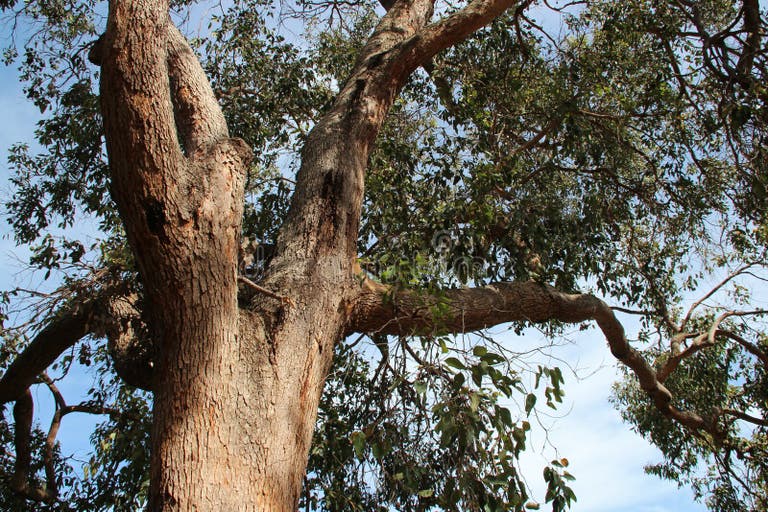 Tree (eucalyptus ?) - Kings Park - Perth - Western Australia Stock ...