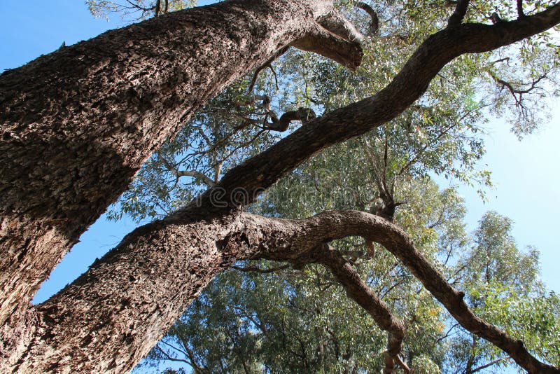 Tree (eucalyptus ?) - Kings Park - Perth - Western Australia Stock ...