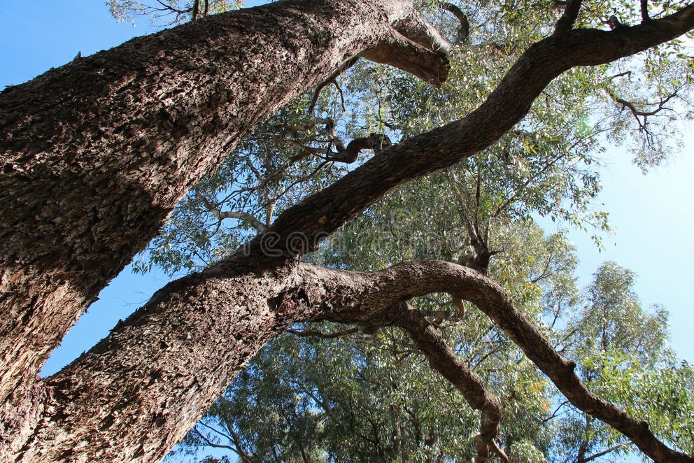 Tree (eucalyptus ?) - Kings Park - Perth - Western Australia Stock ...
