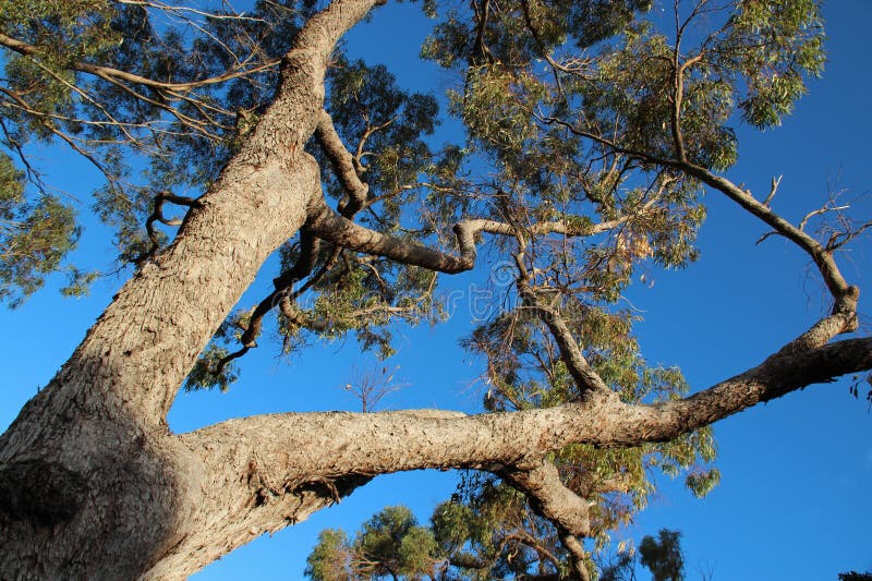 Tree (eucalyptus ?) in Rottnest Island - Western Australia Stock Image ...