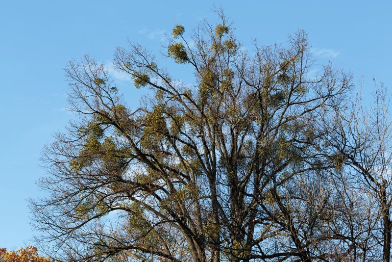 1,213 European Mistletoe Stock Photos - Free & Royalty-Free Stock ...
