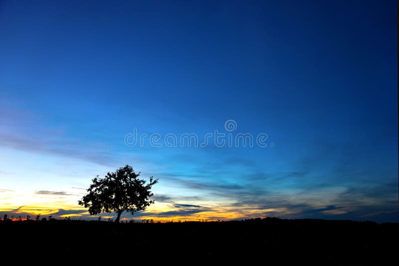 Tree in evening landscape stock photo. Image of tree - 33424096