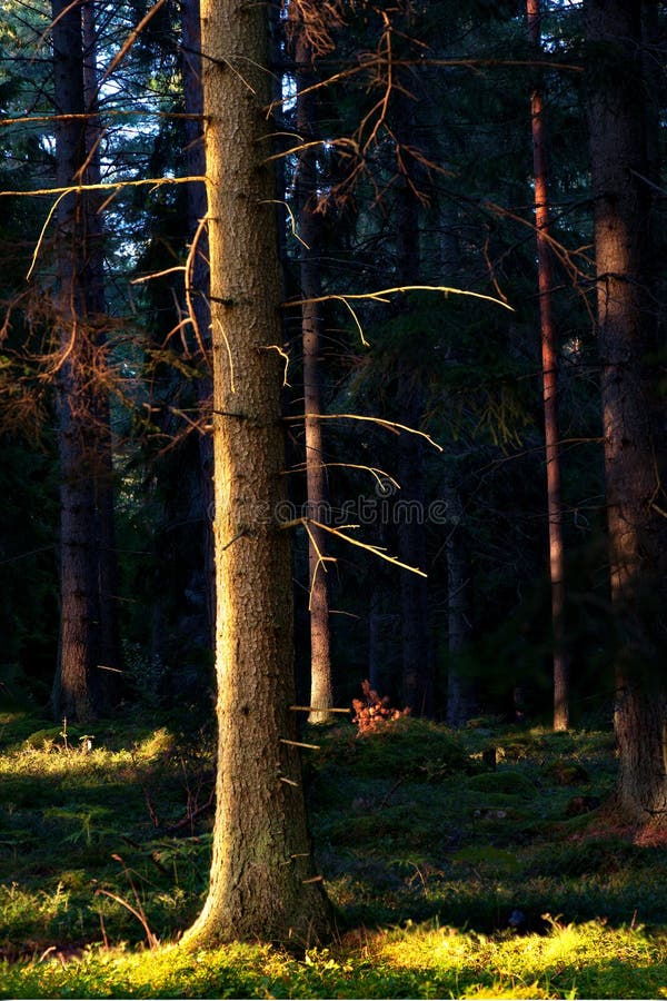 Tree in evening light stock photo. Image of green, sweden - 26304558