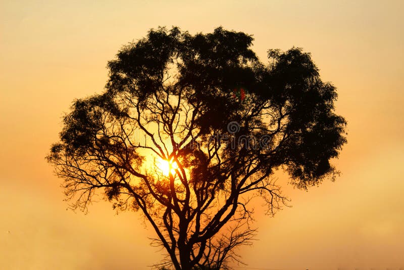 Tree in Evening Light Backlit Photography Stock Image - Image of tree ...