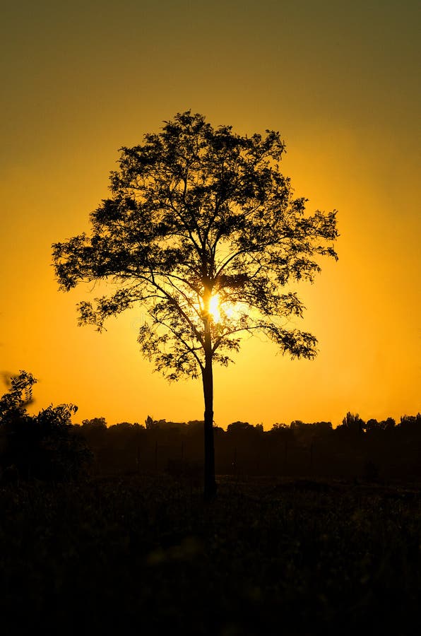Tree in the Evening at Sunset Stock Image - Image of night, silhouette ...